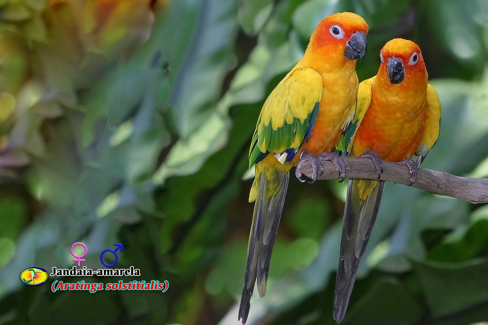 ORNITOLOGIA: Jandaia-amarela (Aratinga solstitialis)